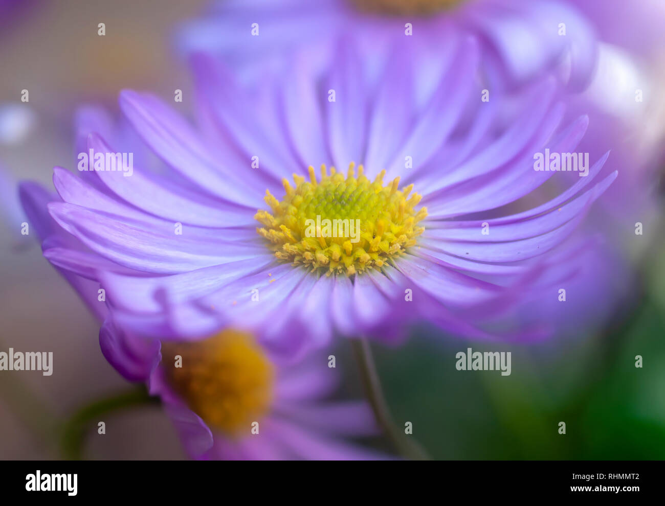 Purple Daisy Osteospermum. Osteospermum belongs to the plant family ...
