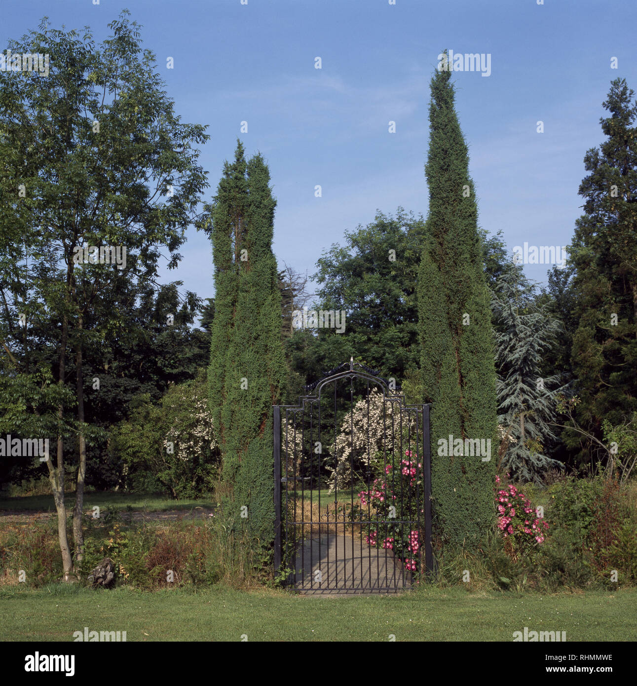 Fastigiate yews hi-res stock photography and images - Alamy