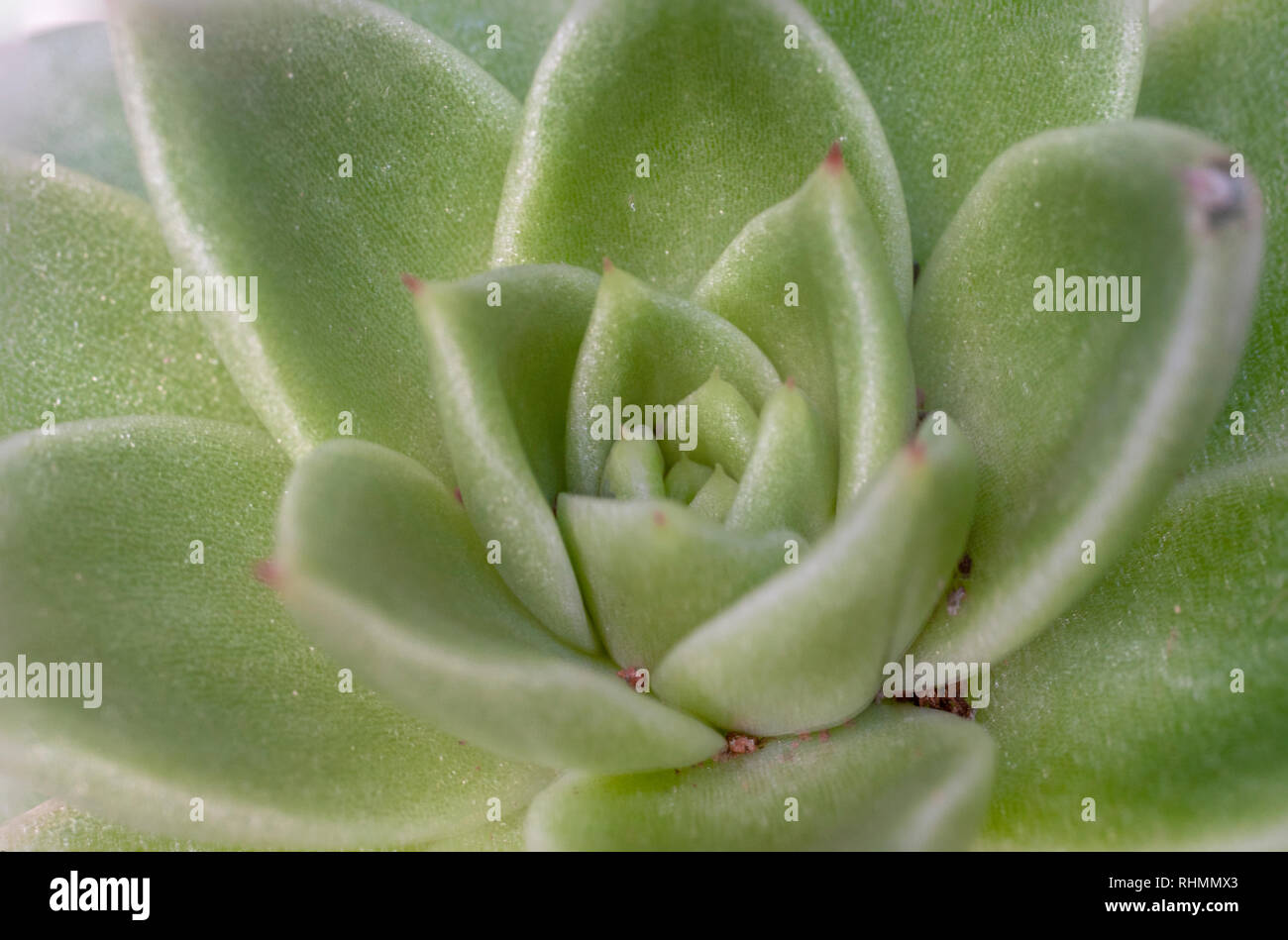 Sempervivum Tectorum Succulent High Resolution Stock Photography and ...
