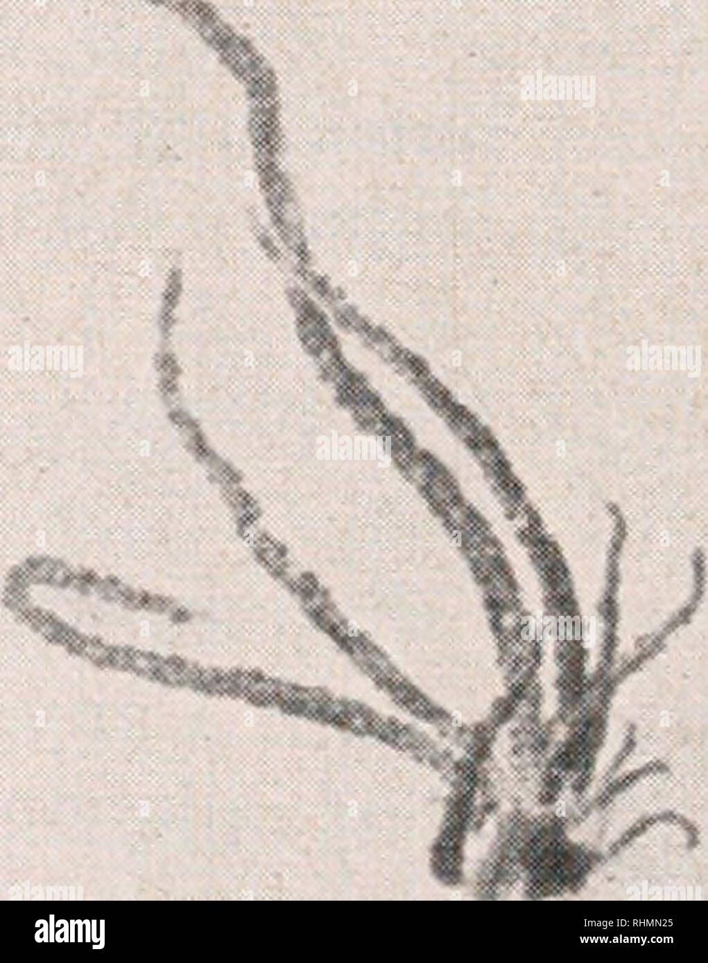 . The Biological bulletin. Biology; Zoology; Biology; Marine Biology ...