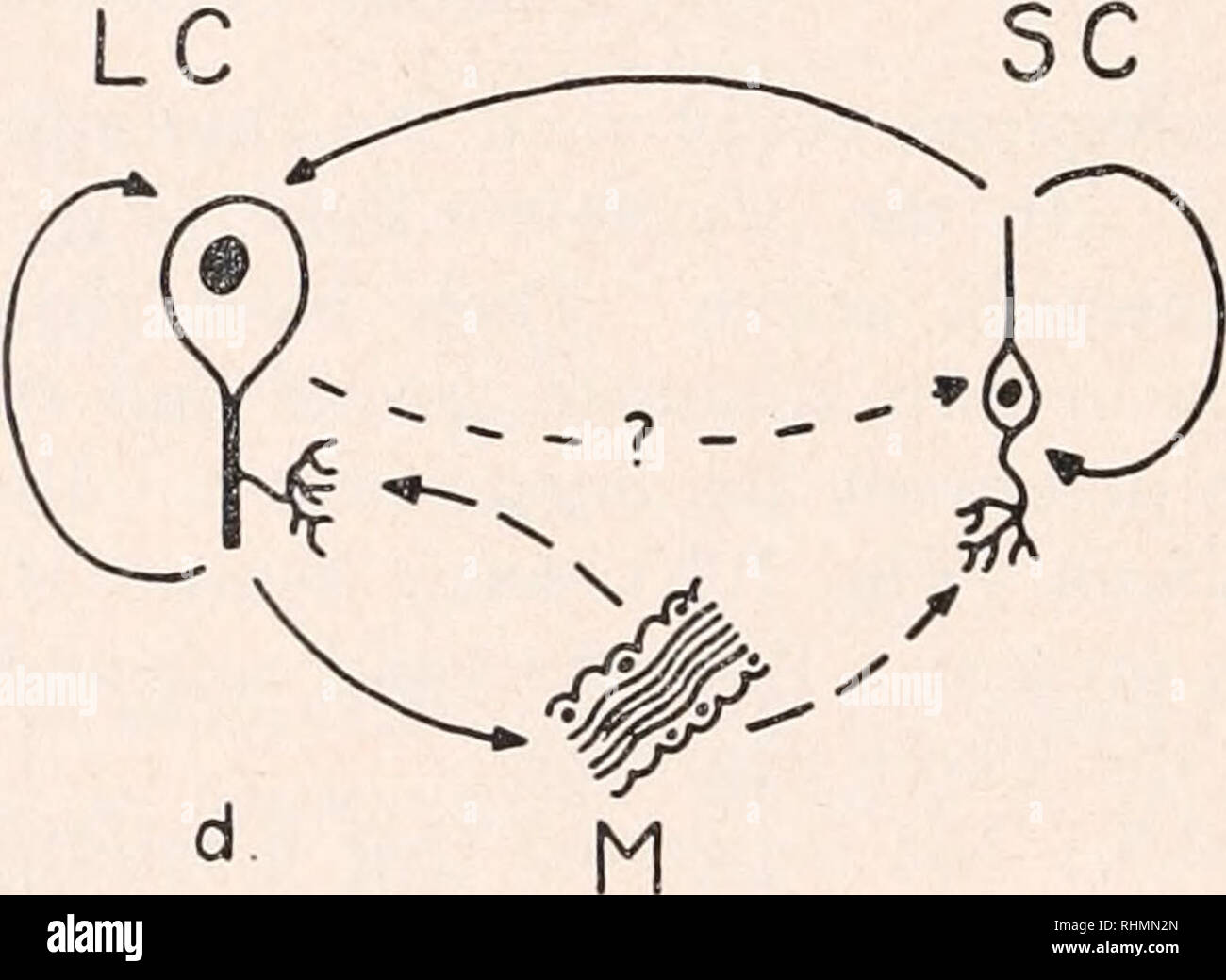 Motor unit neuron hi-res stock photography and images - Alamy