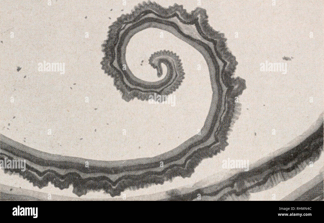 . The Biological bulletin. Biology; Zoology; Biology; Marine Biology ...