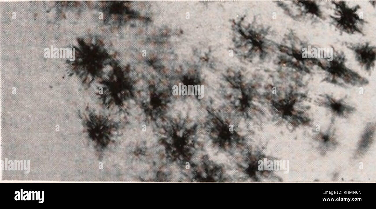 . The Biological bulletin. Biology; Zoology; Biology; Marine Biology ...