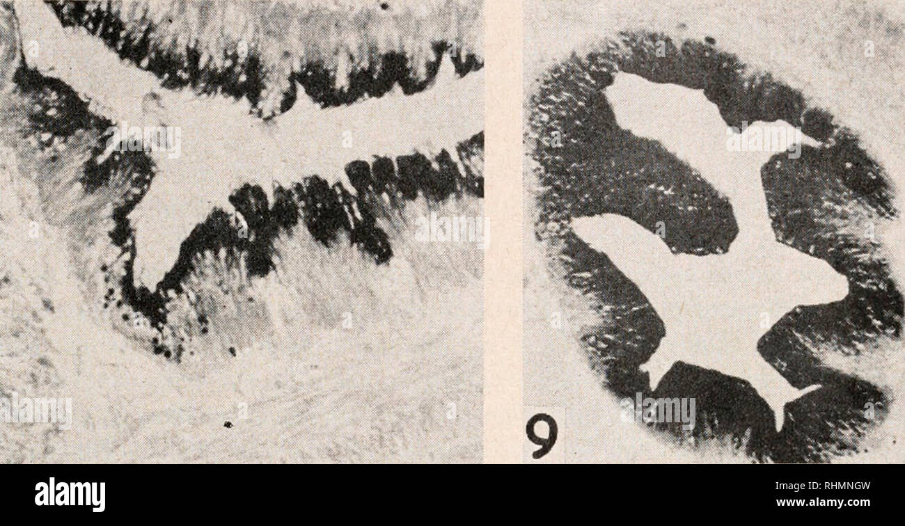 . The Biological bulletin. Biology; Zoology; Biology; Marine Biology ...