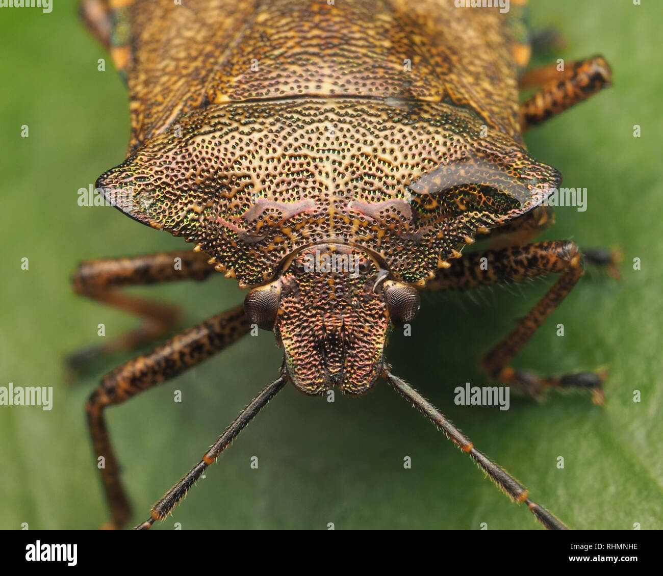 Close up of the head detail of bronze shieldbug hi-res stock ...