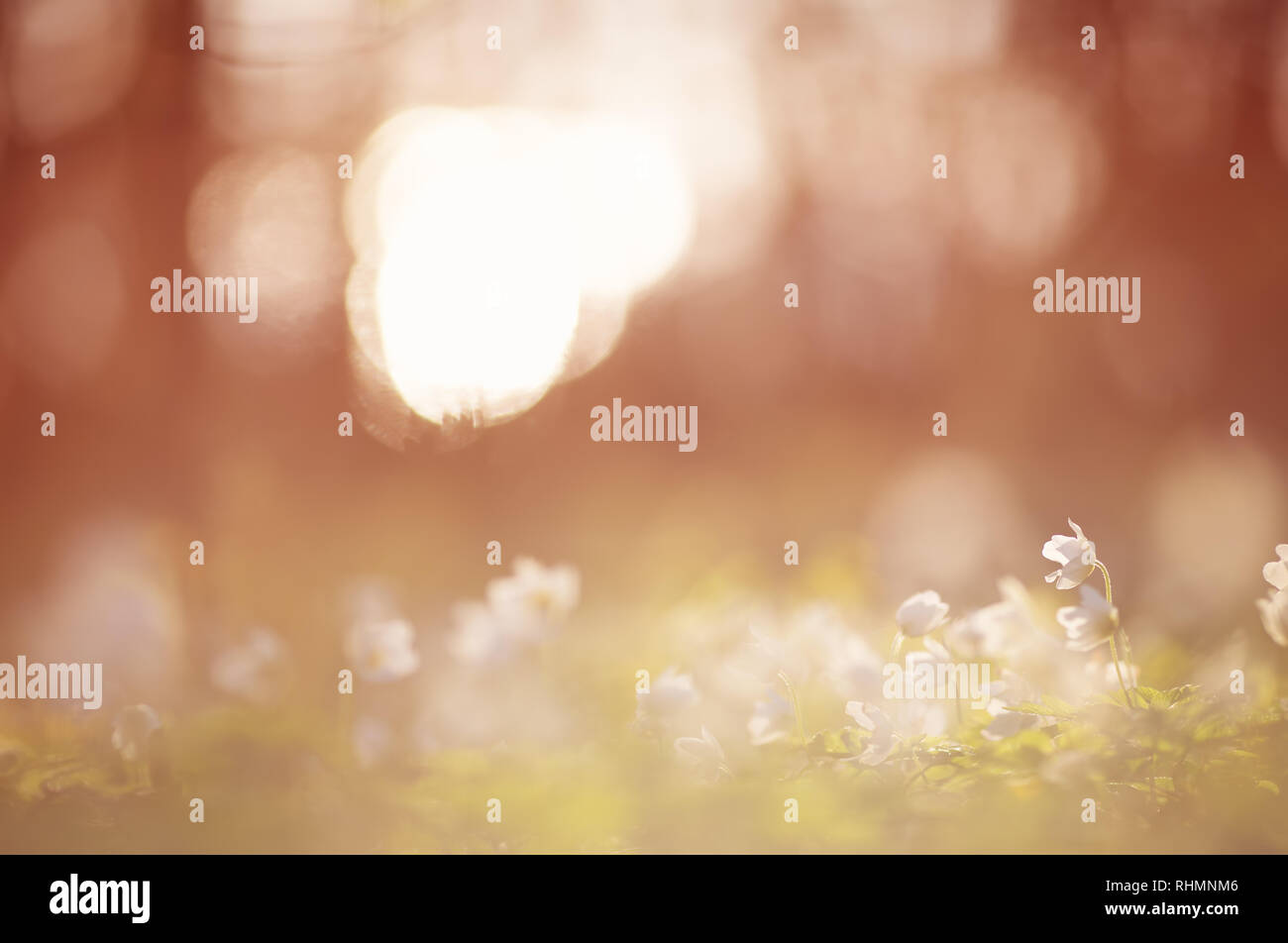 Wood with beautiful spring flowers at sunset Stock Photo - Alamy