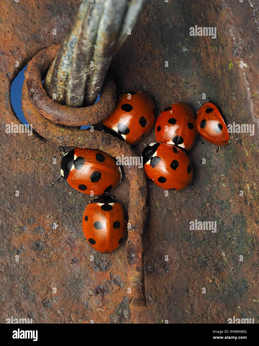 Group of 7 spot ladybirds huddled together hi-res stock photography and ...