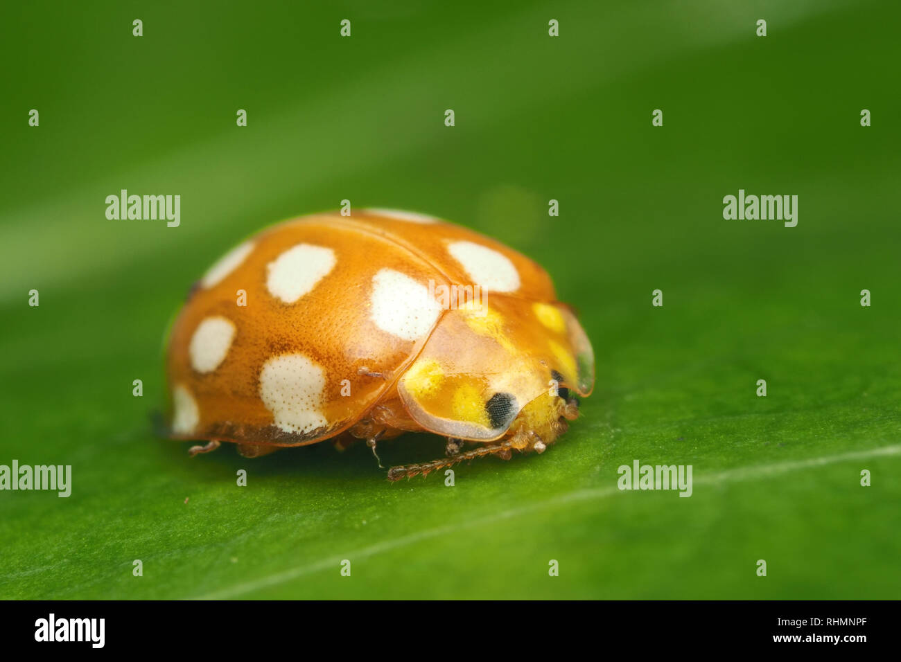 Overwintering orange ladybird hi-res stock photography and images - Alamy