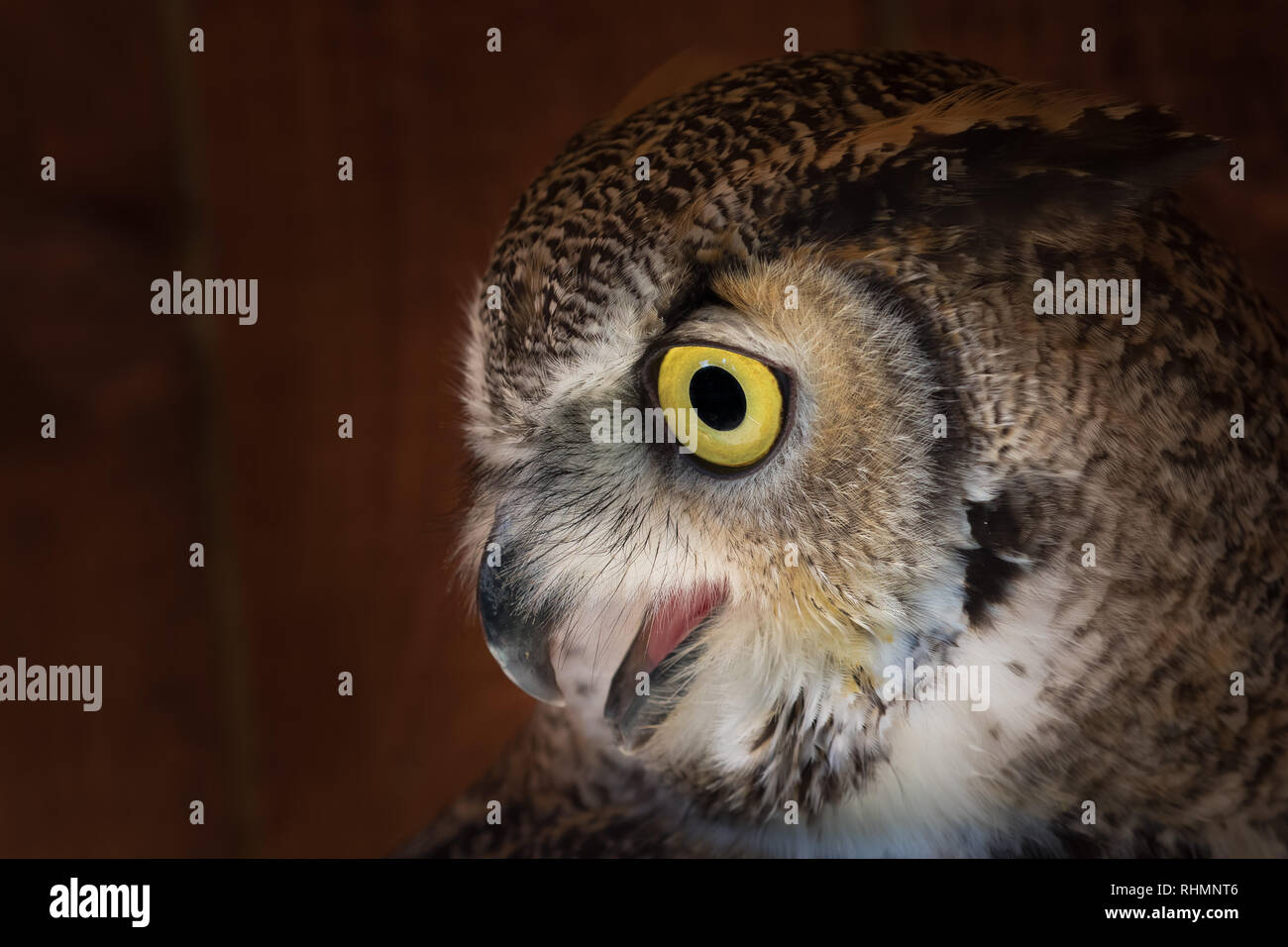 High resolution photo of an owl Stock Photo - Alamy