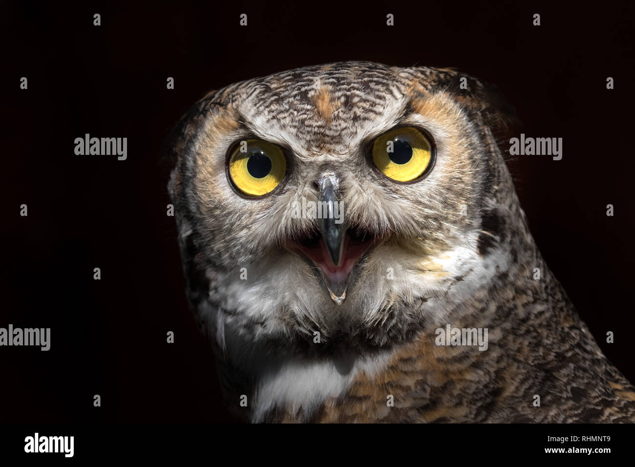 High resolution photo of an owl Stock Photo - Alamy