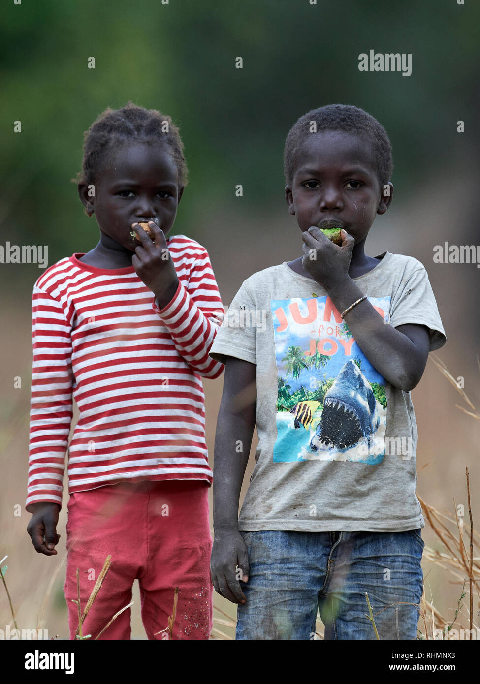 The Gambia - Januar 2019: Unknown poor african children eating fruits ...