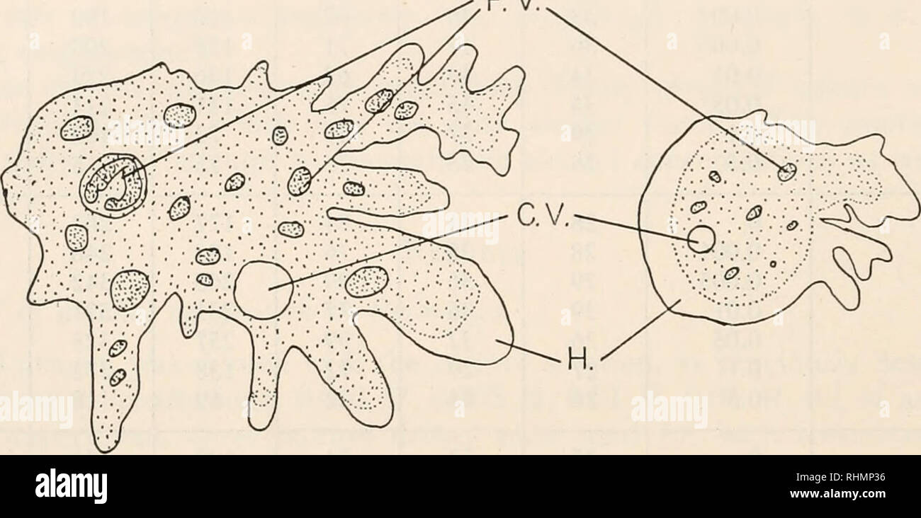 Pelomyxa hi-res stock photography and images - Alamy