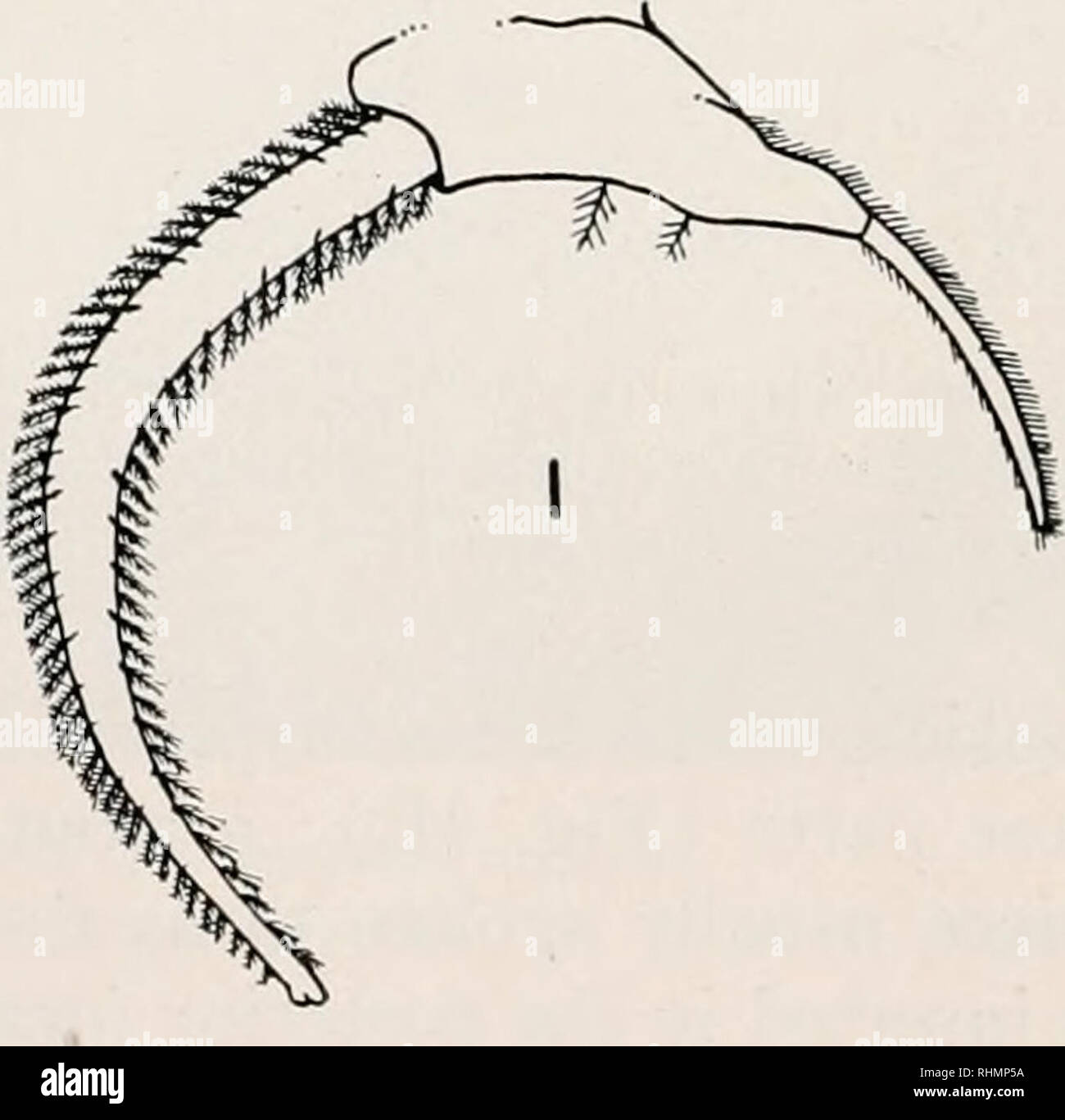 . The Biological bulletin. Biology; Zoology; Biology; Marine Biology. H ...