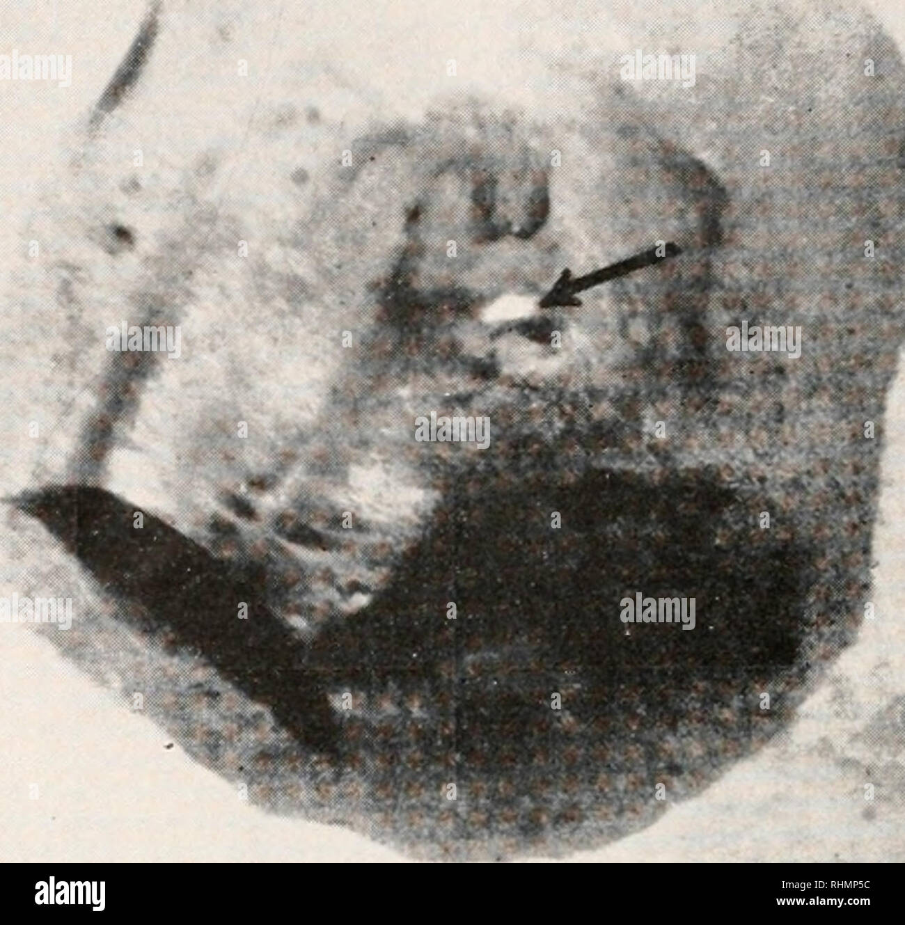 . The Biological bulletin. Biology; Zoology; Biology; Marine Biology ...