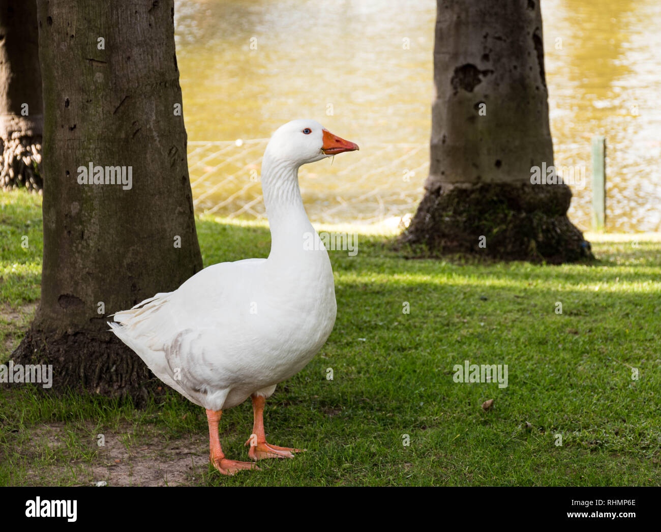 Pato domestico hi-res stock photography and images - Alamy