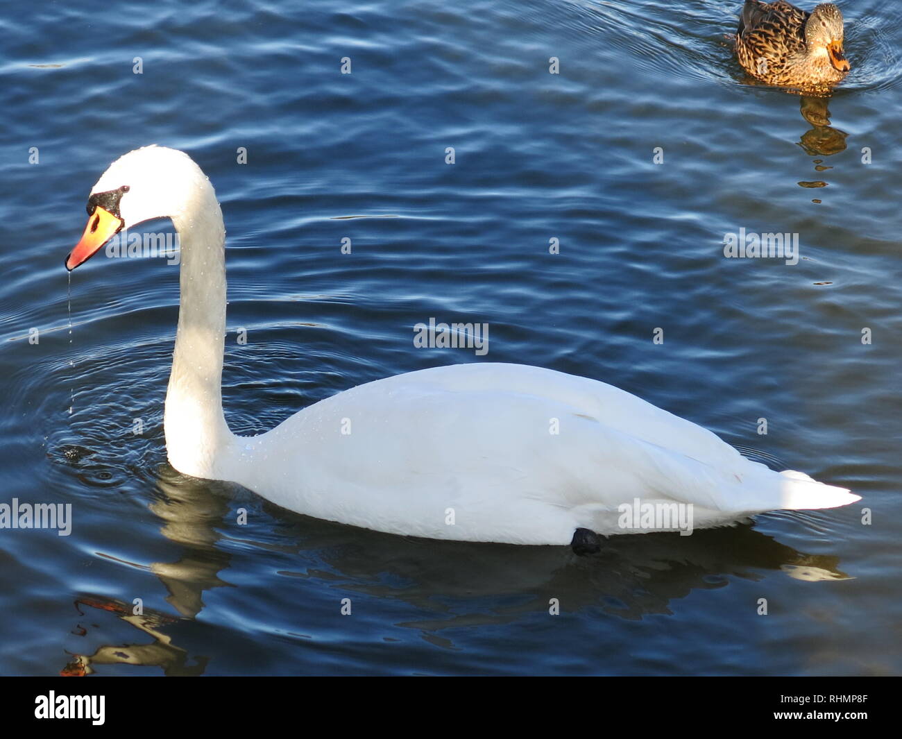 A single white swan with droplets of water falling from its beak ...