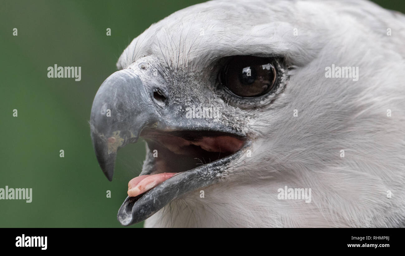 Harpy eagle photo hi-res stock photography and images - Alamy