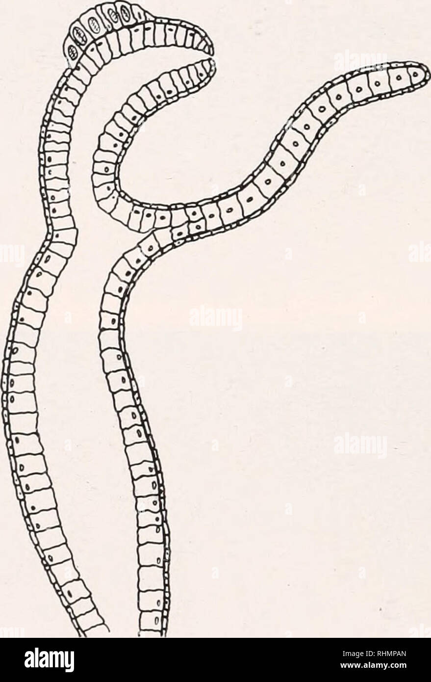 Dactylozooids hi-res stock photography and images - Alamy