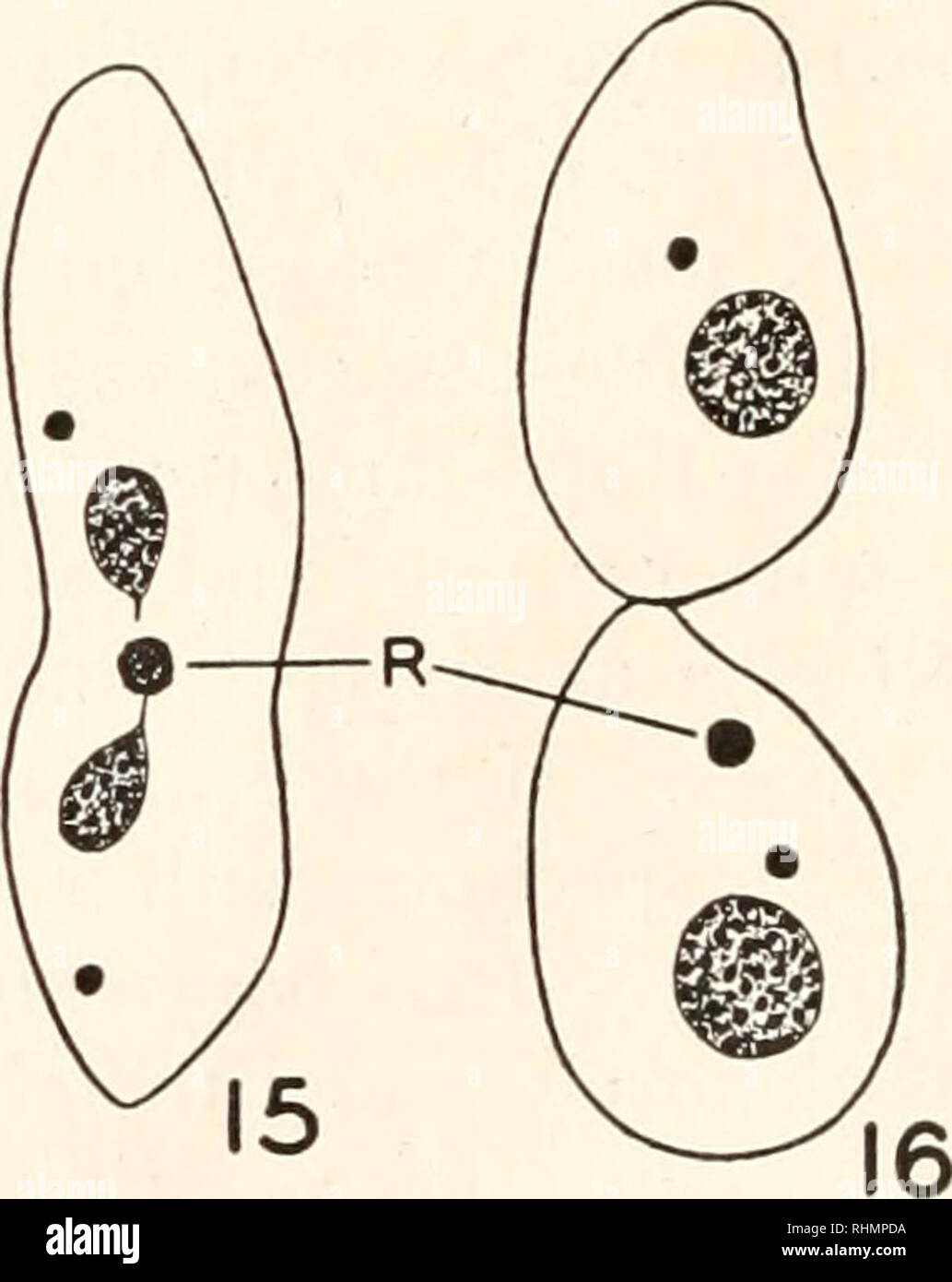 Macronucleus micronucleus hi-res stock photography and images - Alamy