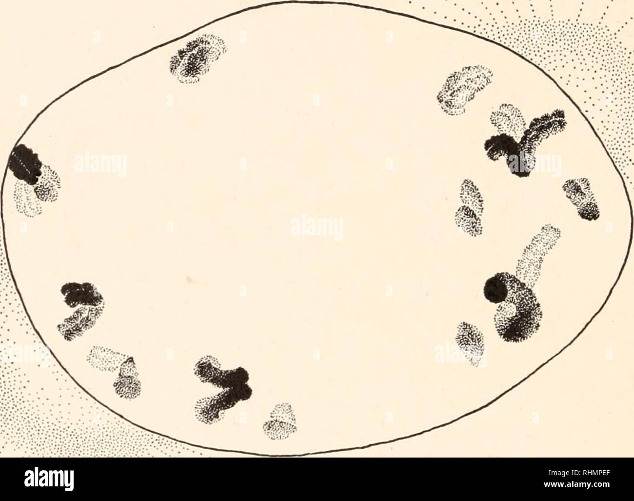 Zygotene hi-res stock photography and images - Alamy