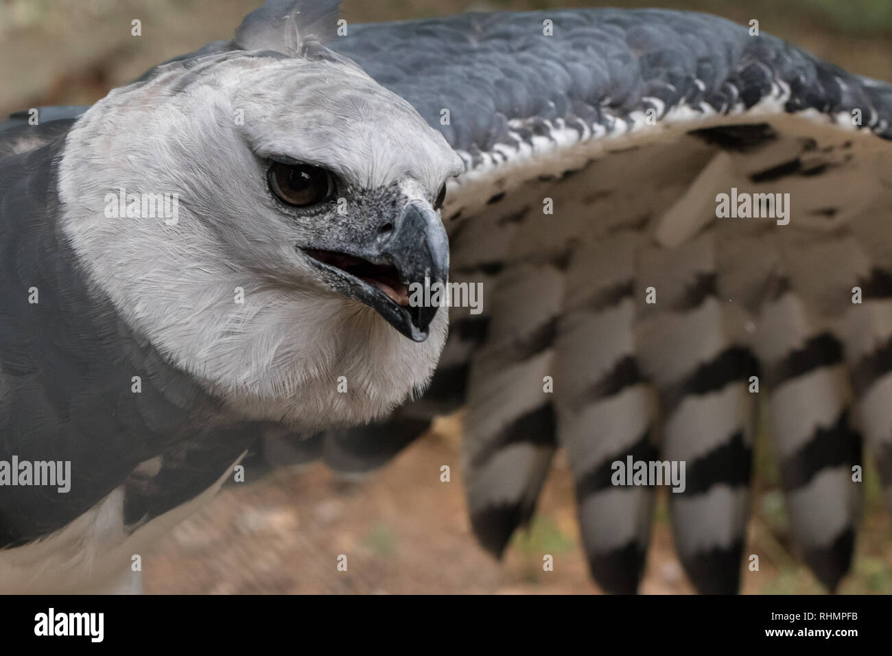 Eagle 100 hi-res stock photography and images - Alamy