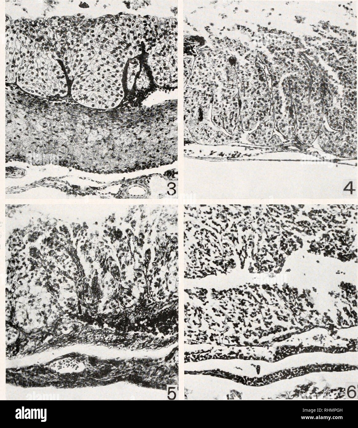 . The Biological bulletin. Biology; Zoology; Biology; Marine Biology ...
