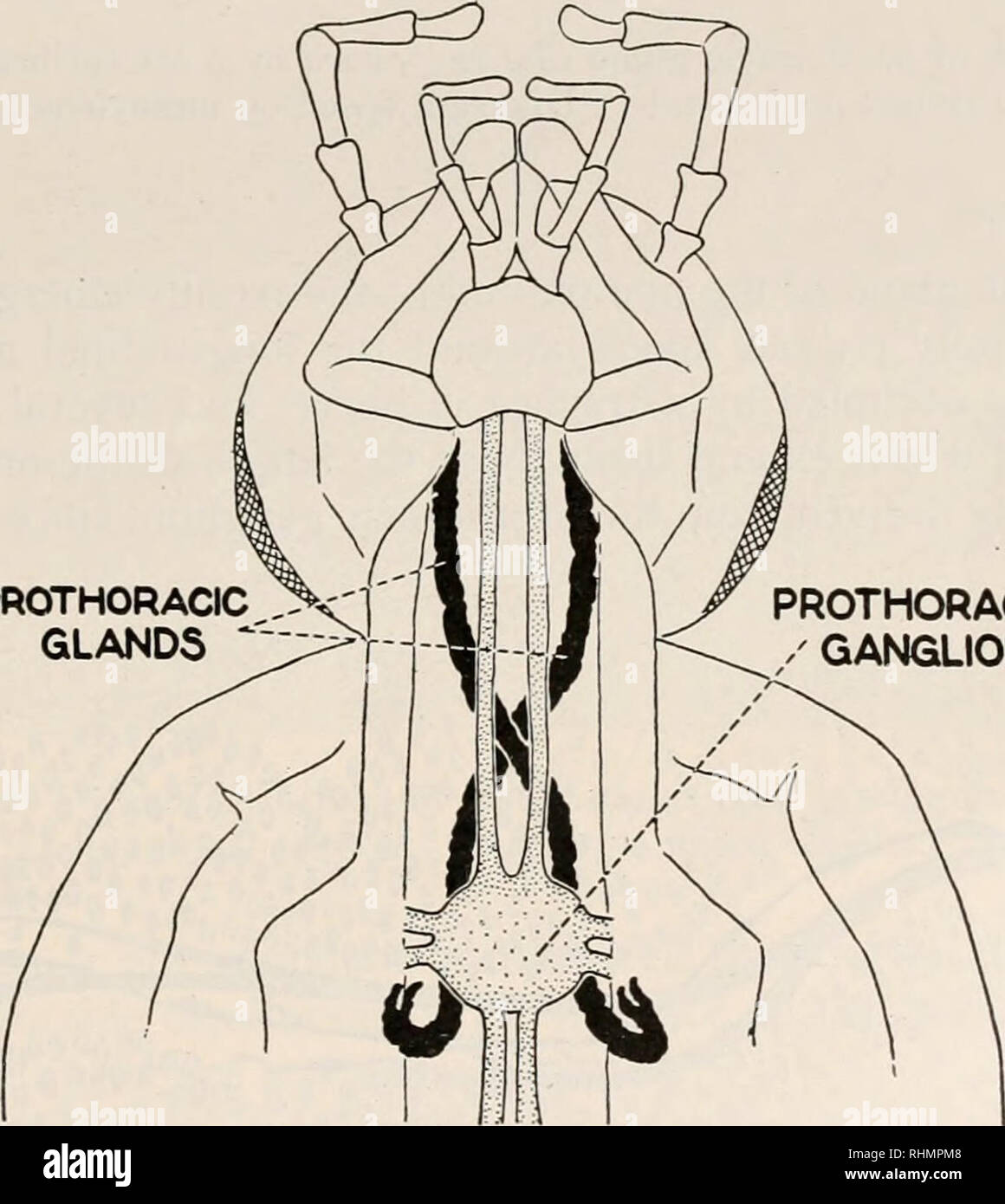 . The Biological bulletin. Biology; Zoology; Biology; Marine Biology ...