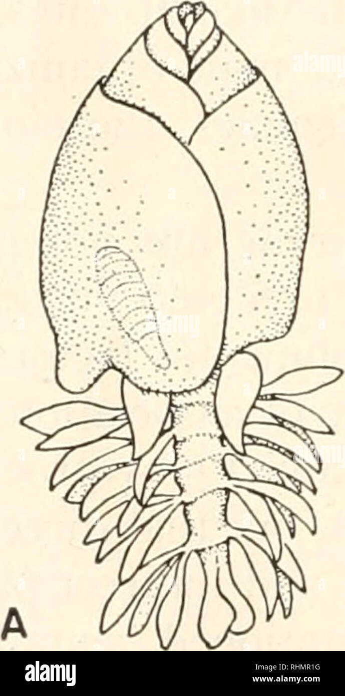 Female brood pouch hi-res stock photography and images - Alamy