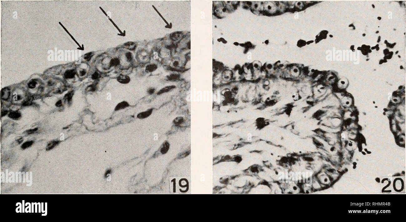 . The Biological bulletin. Biology; Zoology; Biology; Marine Biology ...
