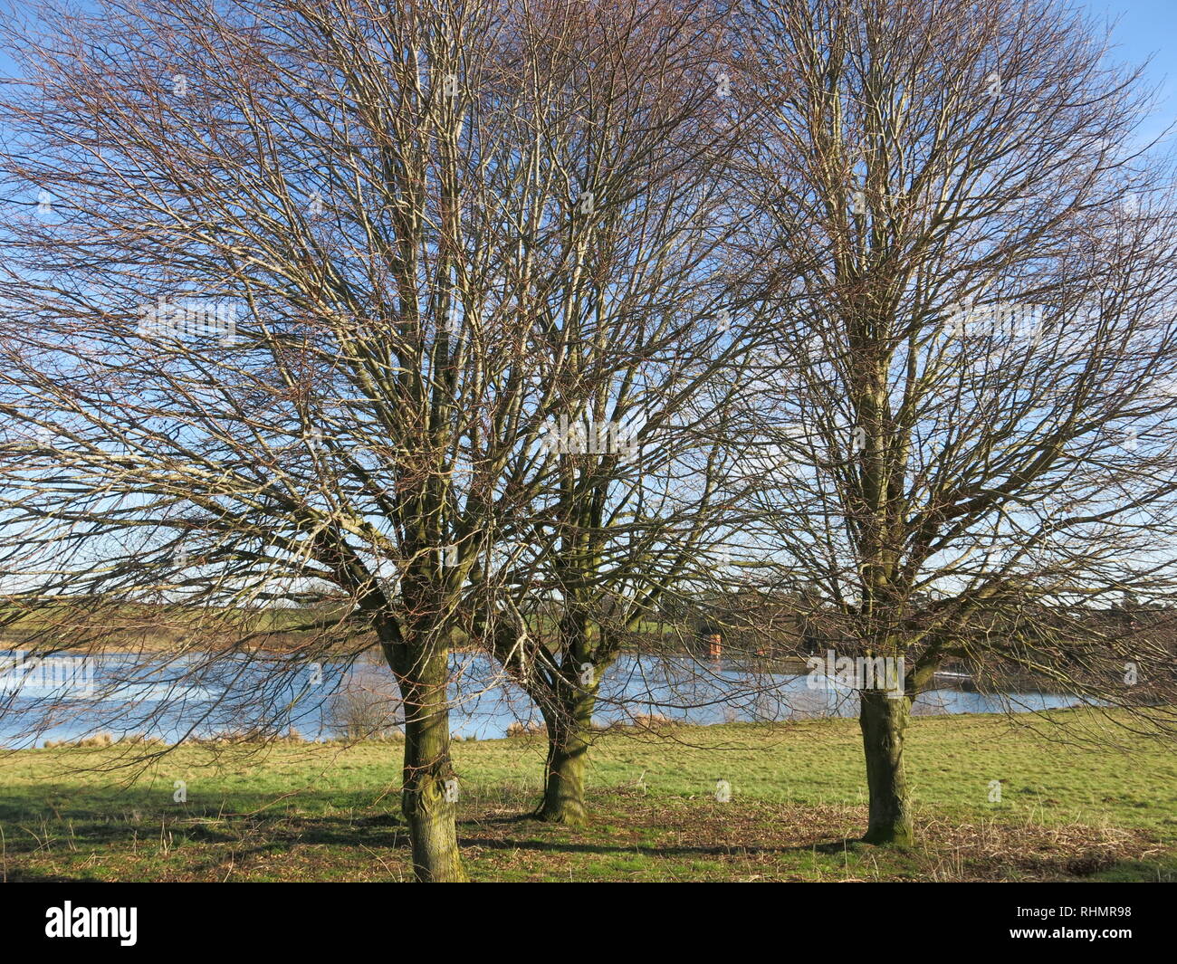 Three mature, deciduous trees with their bare branches in winter ...