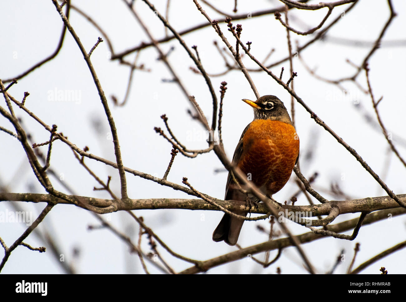 An American Robin perching in a tree Stock Photo - Alamy