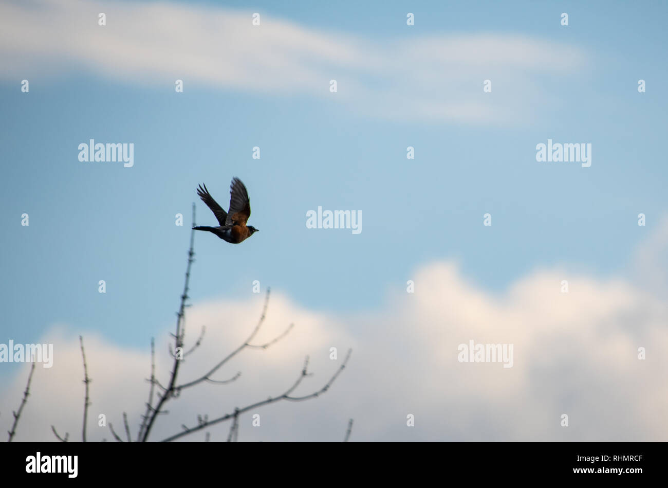 American robin flying hi-res stock photography and images - Alamy