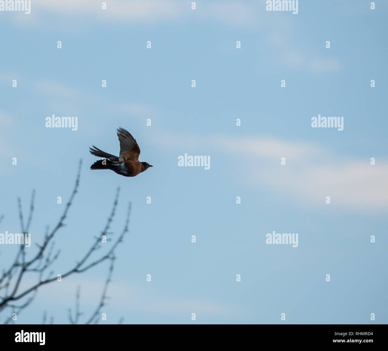 American robin flying hi-res stock photography and images - Alamy
