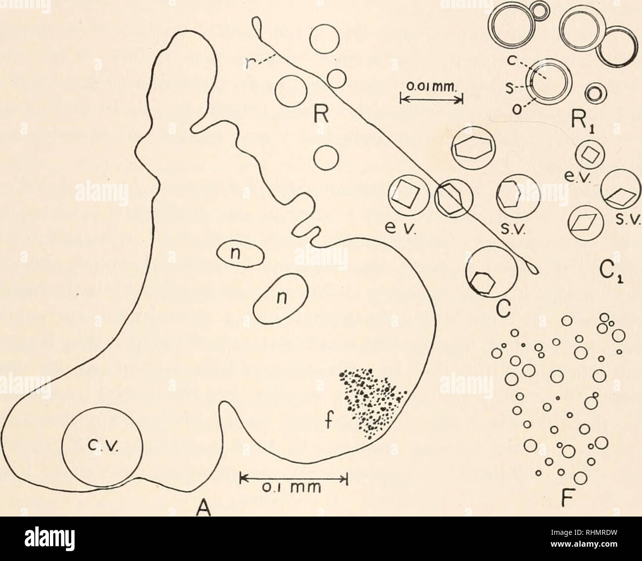 Structure of amoeba hi-res stock photography and images - Alamy