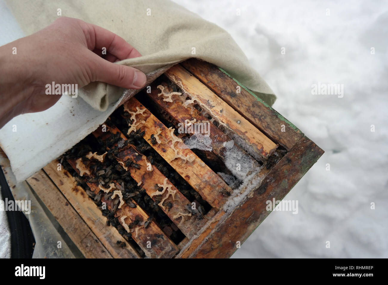 Beekeeper hand inspecting a beehive with dead, frozen bees Stock Photo ...