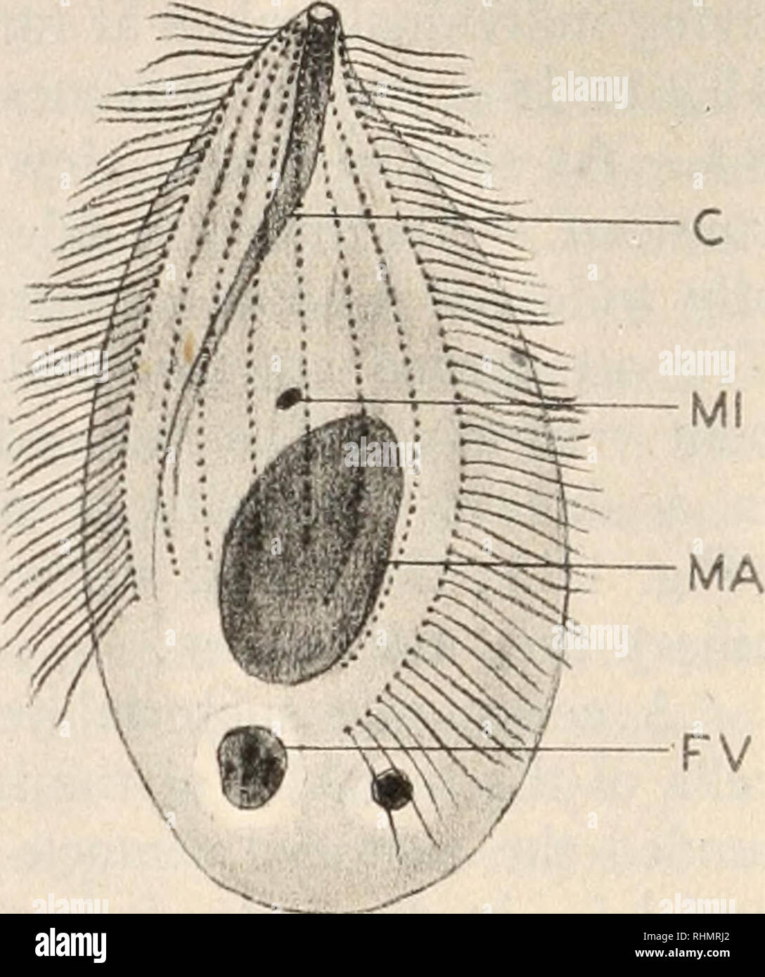 Trichonympha Labeled