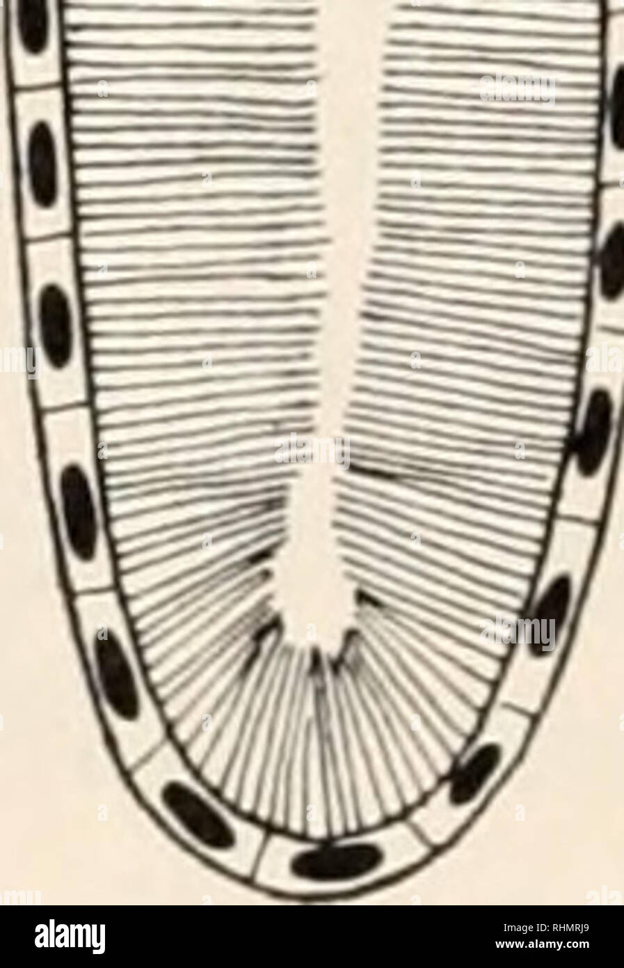 . The Biological bulletin. Biology; Zoology; Biology; Marine Biology. 0 ...