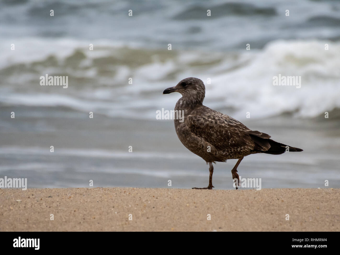A Juvenile Ring-Billed Gull walking along the sandy beach of Long ...