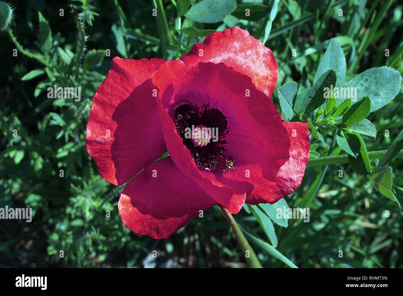 Golden fly sitting on a red poppy seed flower and zoomed in by a ...