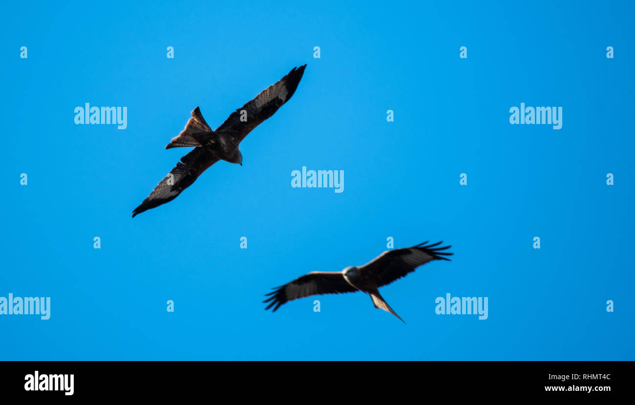 Pair red kites in flight hi-res stock photography and images - Alamy