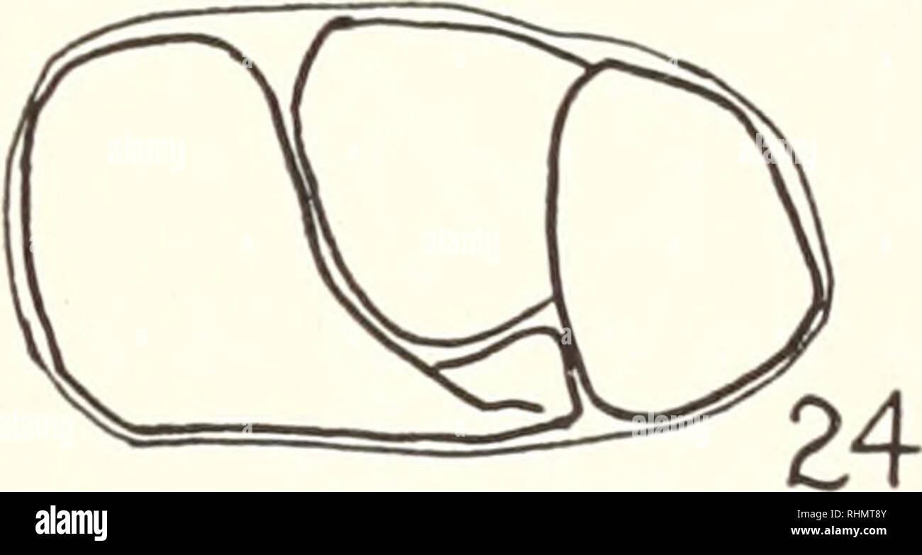 Colpidium hi-res stock photography and images - Alamy