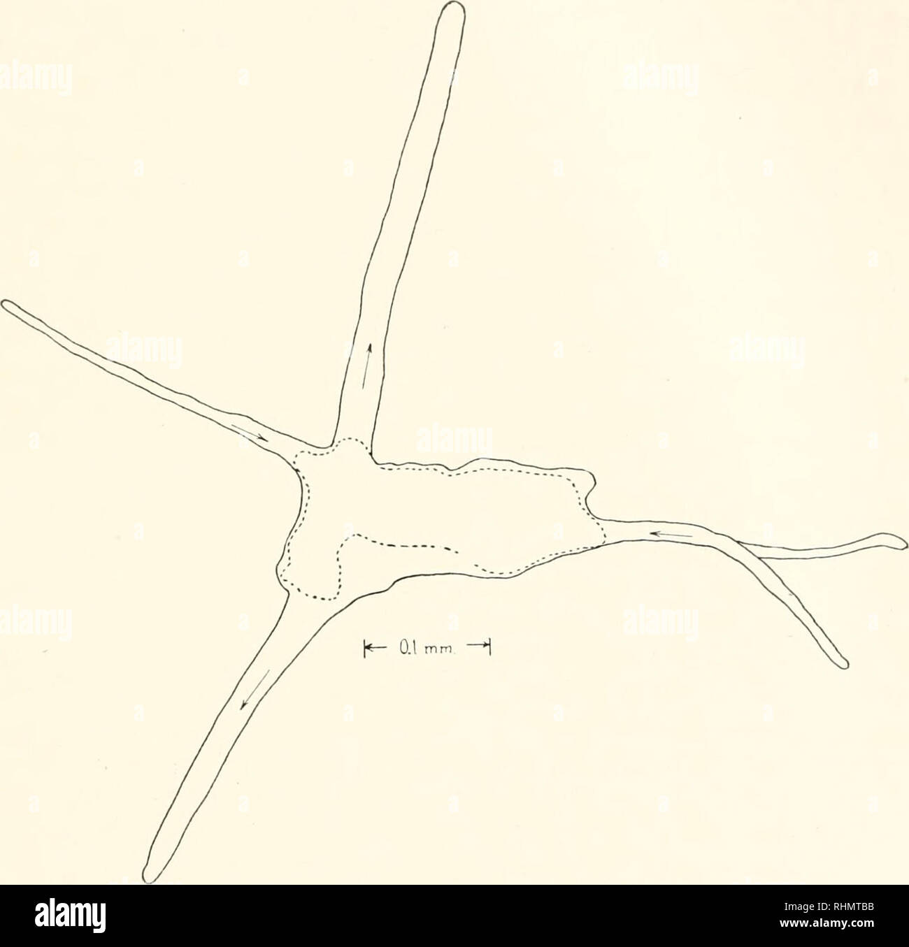 Difflugia hi-res stock photography and images - Alamy