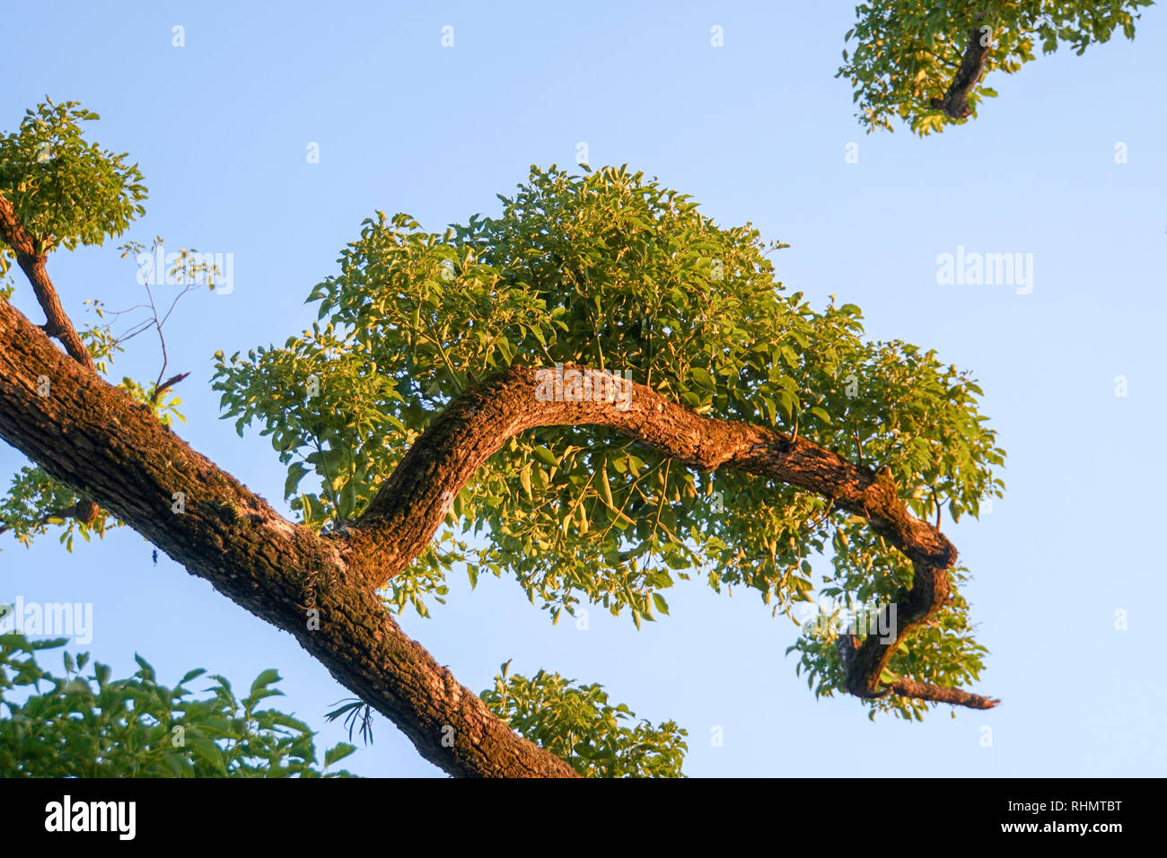 Osaka Castle, Osaka, Kansai, Japan. Pine tree in the formal garden ...