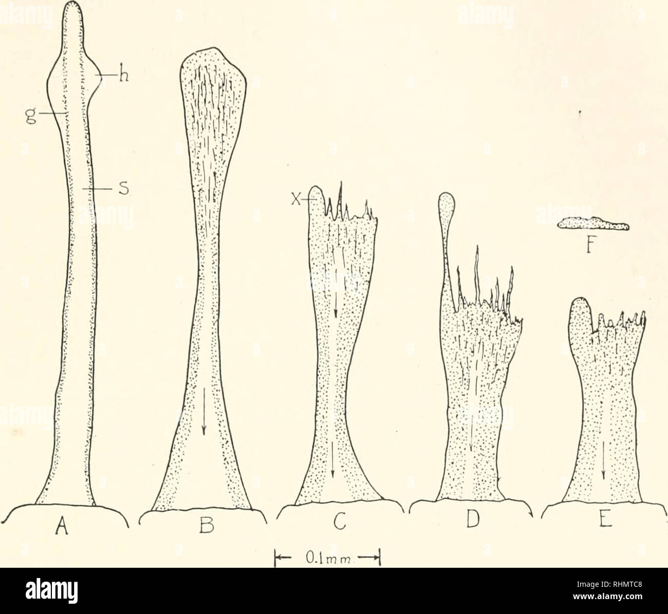 Difflugia pyriformis hi-res stock photography and images - Alamy