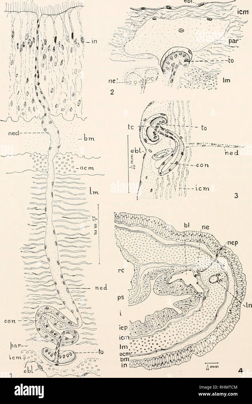 . The Biological bulletin. Biology; Zoology; Biology; Marine Biology ...