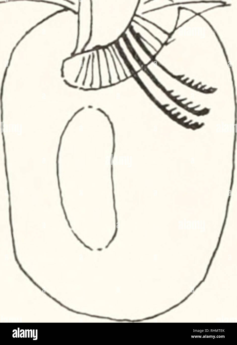 . The Biological bulletin. Biology; Zoology; Biology; Marine Biology ...