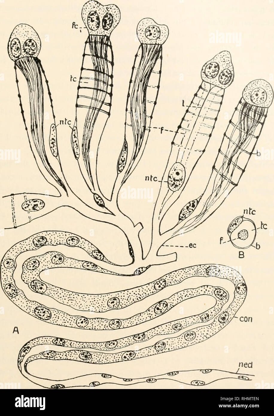 . The Biological bulletin. Biology; Zoology; Biology; Marine Biology ...