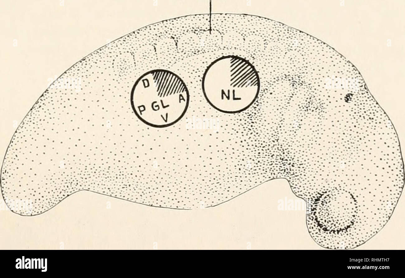 . The Biological bulletin. Biology; Zoology; Biology; Marine Biology ...