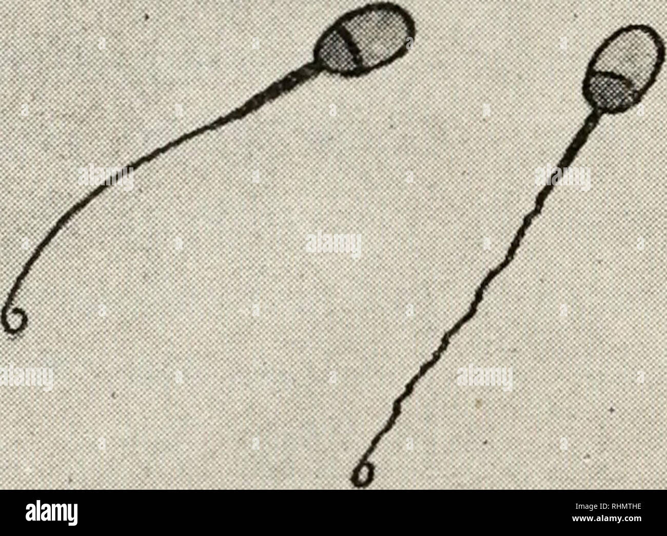 Lash their tails hi-res stock photography and images - Alamy