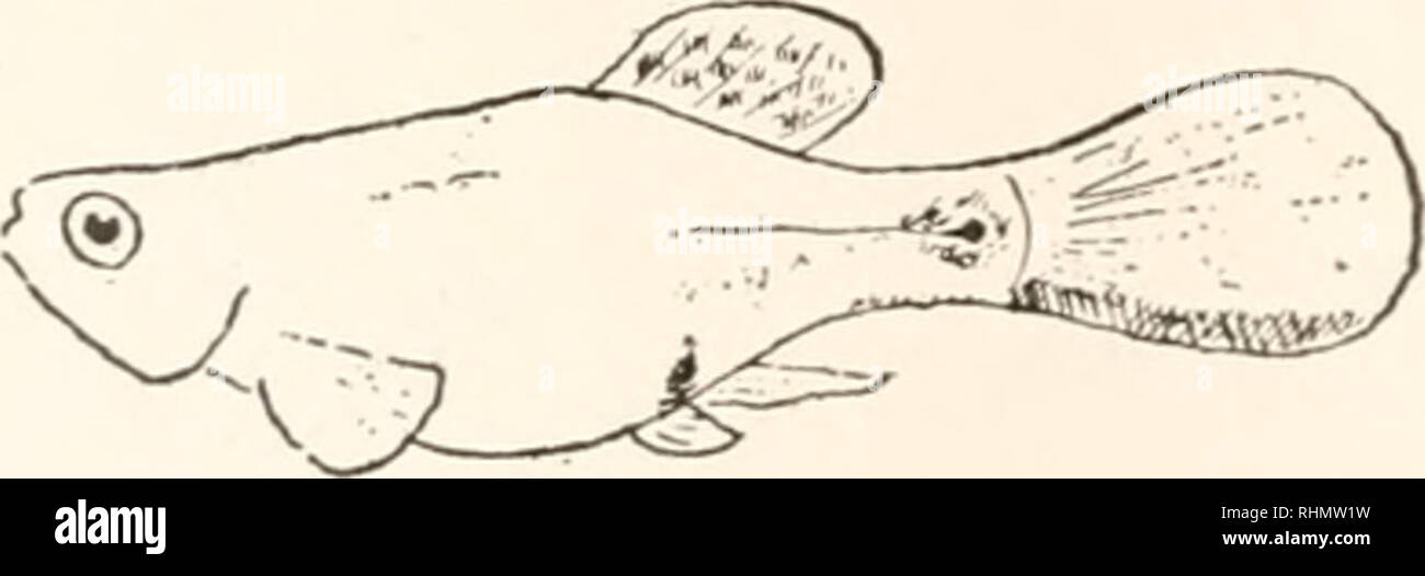 Hemaphrodite hi-res stock photography and images - Alamy